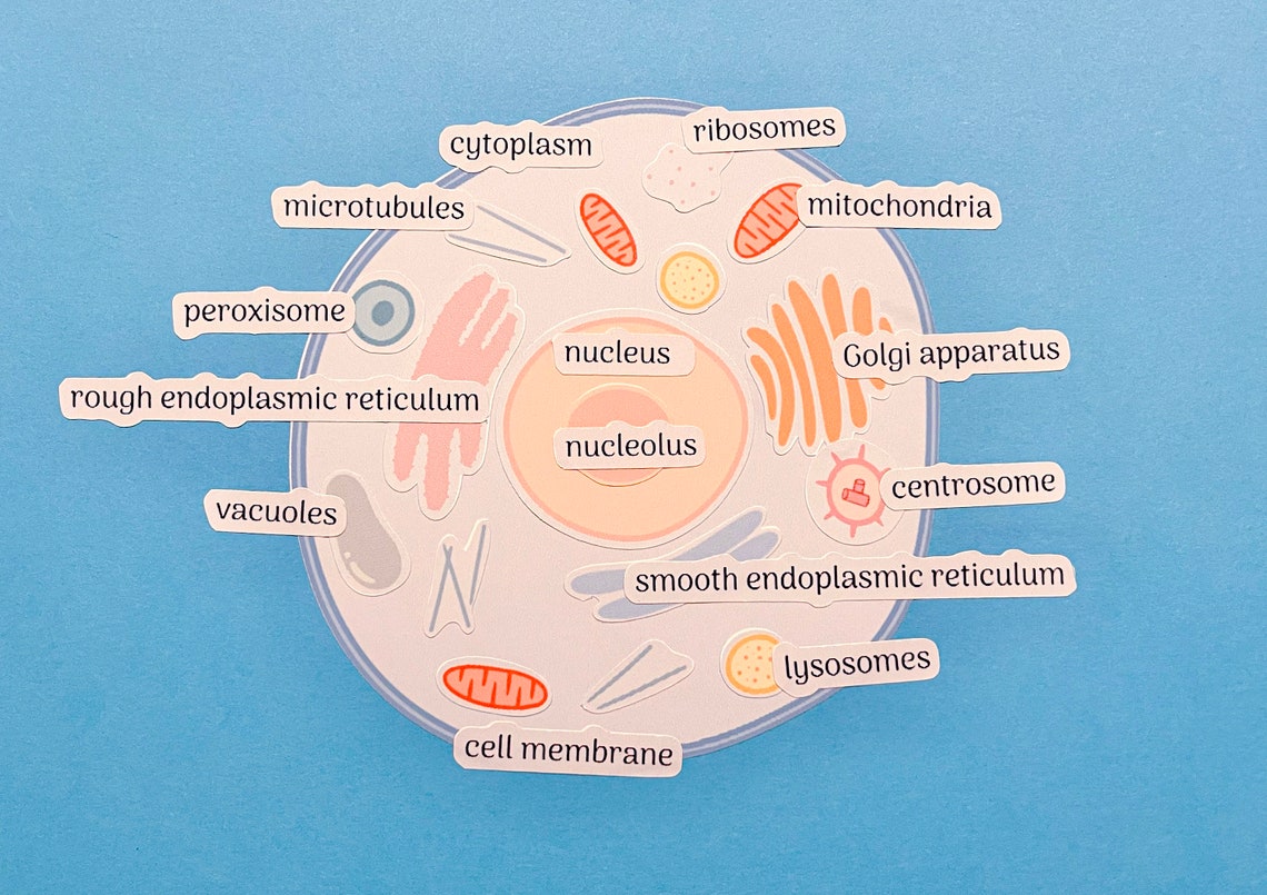 Animal Cell Structure Sticker Sheet: Homeschool Education (digital ...