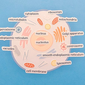 Animal Cell Structure Sticker Sheet: Homeschool Education (digital ...