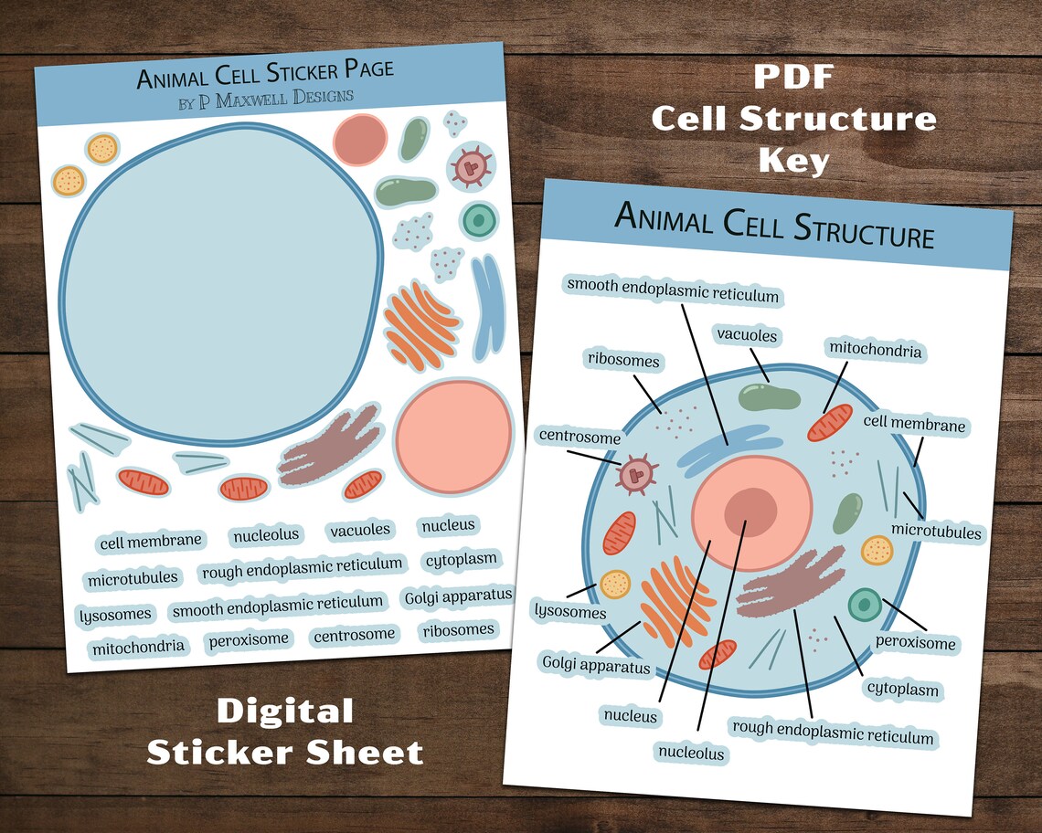 Animal Cell Structure Sticker Sheet: Homeschool Education (digital ...