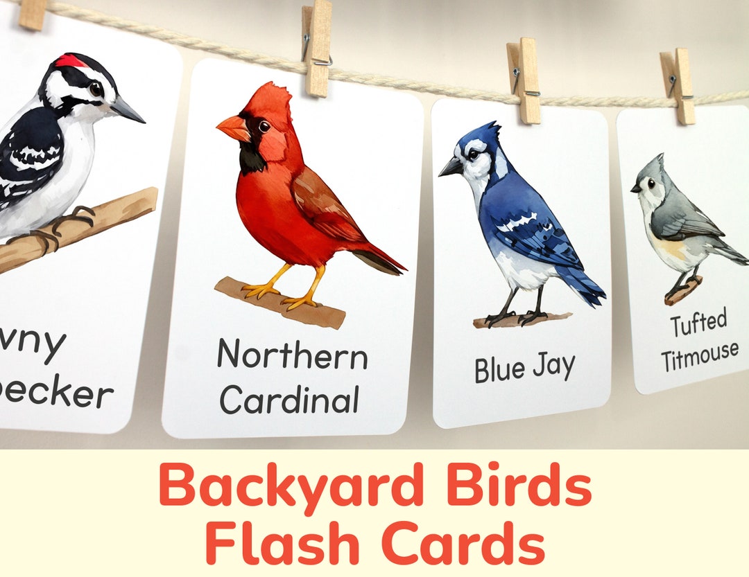 North American Backyard Birds Flash Cards. Printable Learning Materials ...