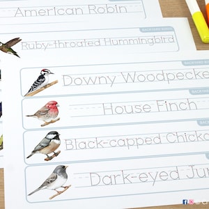 North American Backyard Birds Tracing Cards. Printable Learning ...