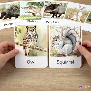Woodland Animals Flashcards: Toddler Preschool Kindergarten Printable ...
