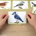 North American Backyard Birds Puzzle Pairs: Toddler Learning - Etsy