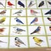 North American Backyard Birds Puzzle Pairs: Toddler Learning - Etsy