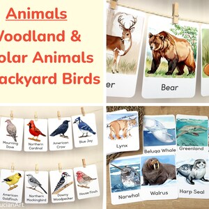 Flashcards Growing Bundle: Set of Printable Flash Cards for Toddler ...