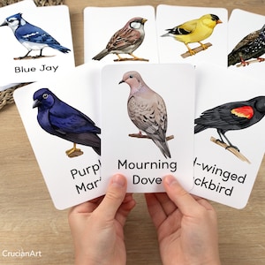 North American Backyard Birds Flash Cards. Printable Learning Materials ...