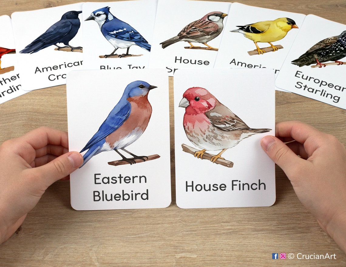 North American Backyard Birds Flash Cards. Printable Learning Materials ...