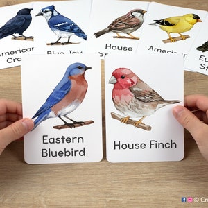 North American Backyard Birds Flash Cards. Printable Learning Materials ...