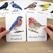 North American Backyard Birds Flash Cards. Printable Learning Materials ...