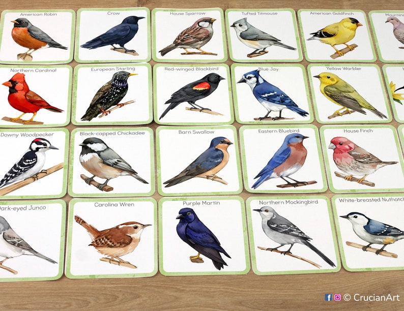 North American Backyard Birds Memory Game: Printable Matching Activity ...