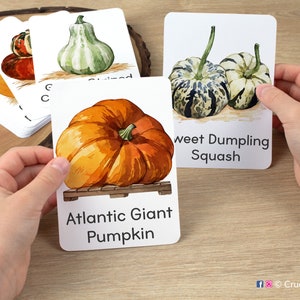 Pumpkin & Squash Flashcards: Seasonal Visual Cards for Fall Education ...