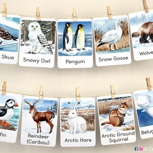 Polar Animals Flashcards: Toddler Preschool Kindergarten Printable ...