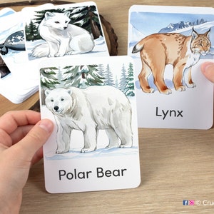 Polar Animals Flashcards: Toddler Preschool Kindergarten Printable ...