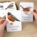 North American Backyard Birds Flash Cards. Printable Learning Materials ...