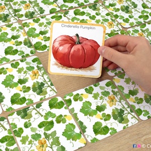 Pumpkin & Squash Memory Game: Printable Matching Activity. Autumn ...