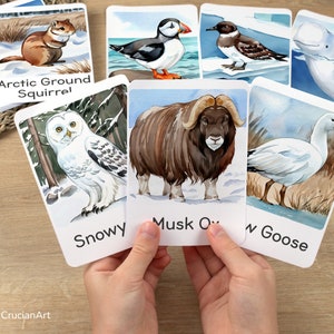 Polar Animals Flashcards: Toddler Preschool Kindergarten Printable ...