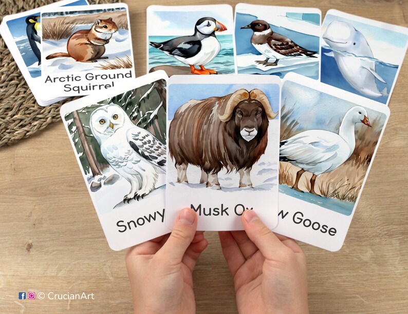 Polar Animals Flashcards: Toddler Preschool Kindergarten Printable ...