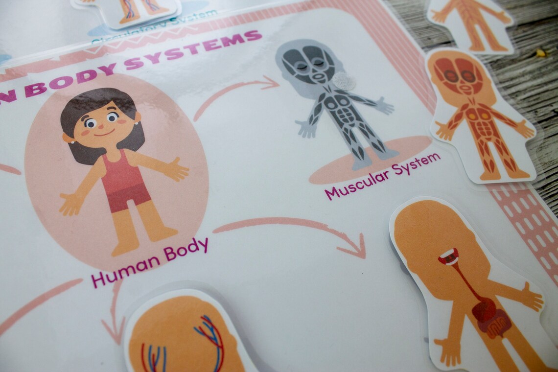 Human Body Systems Printable Learning Anatomy Pack. Preschool, Pre-k ...
