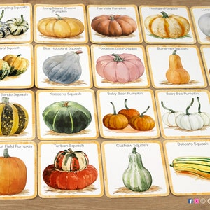 Pumpkin & Squash Memory Game: Printable Matching Activity. Autumn ...