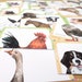 Farm Animals Puzzle Pairs: Toddler Learning Activity. Match Cards ...