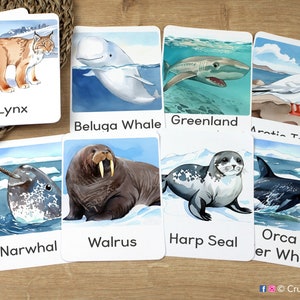 Polar Animals Flashcards: Toddler Preschool Kindergarten Printable ...