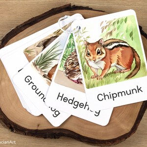 Woodland Animals Flashcards: Toddler Preschool Kindergarten Printable ...