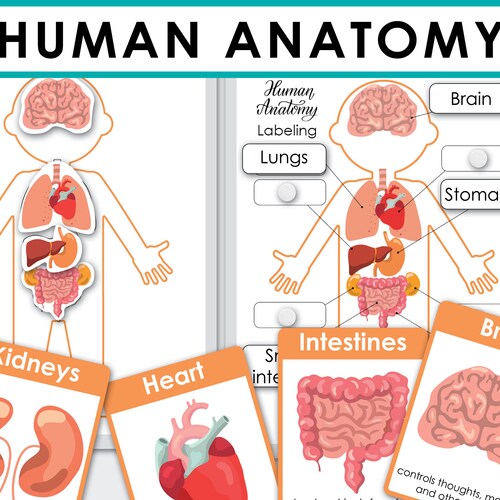 Human Brain Anatomy Bundle Printable Homeschool Curriculum - Etsy