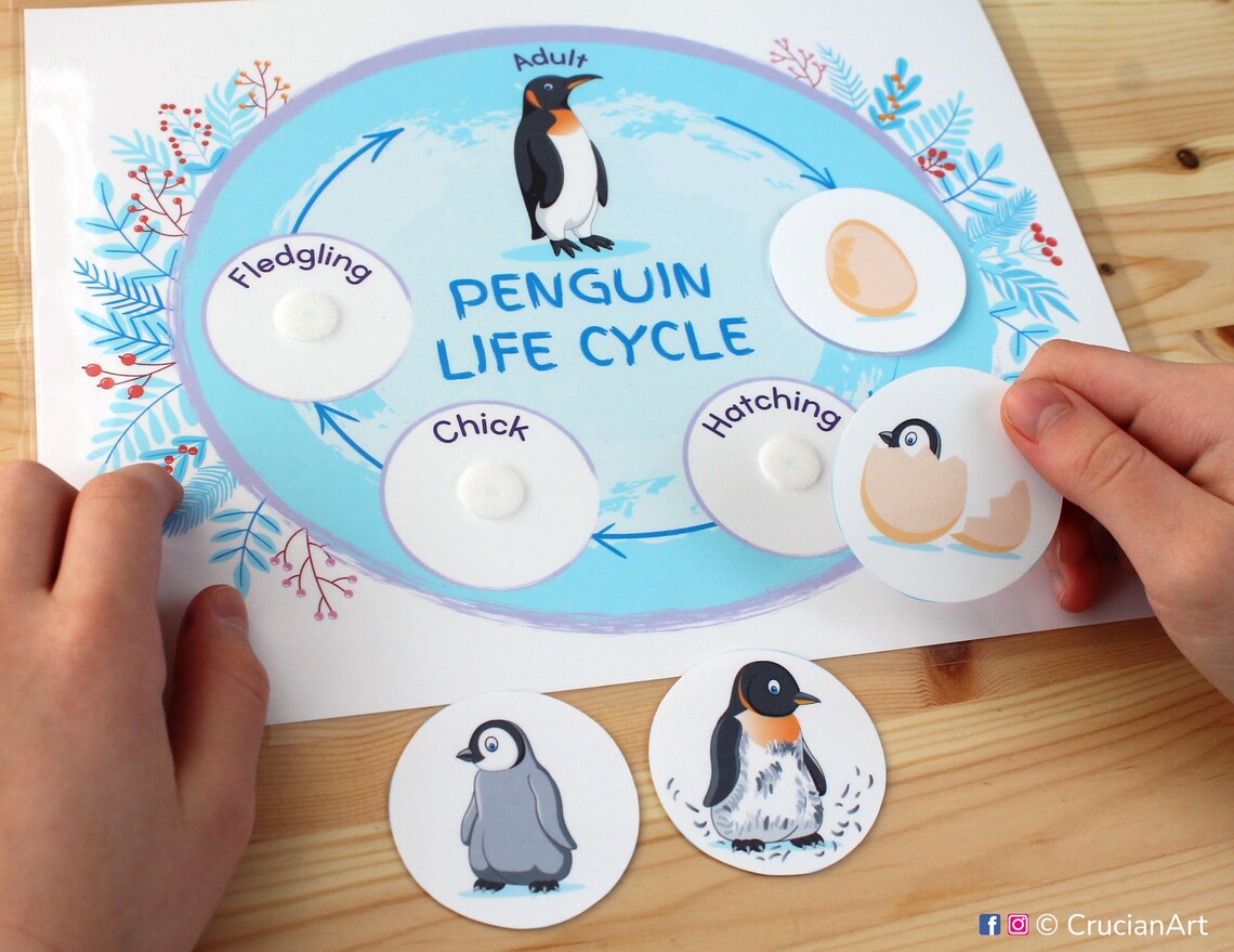 Life Cycle of a Penguin: Printable Learning Activity, Educational ...