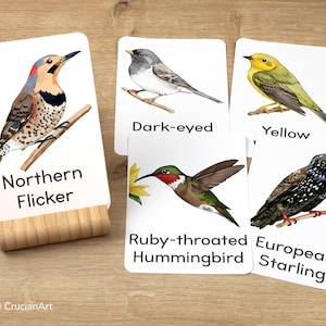 North American Backyard Birds Flash Cards. Printable Learning Materials ...