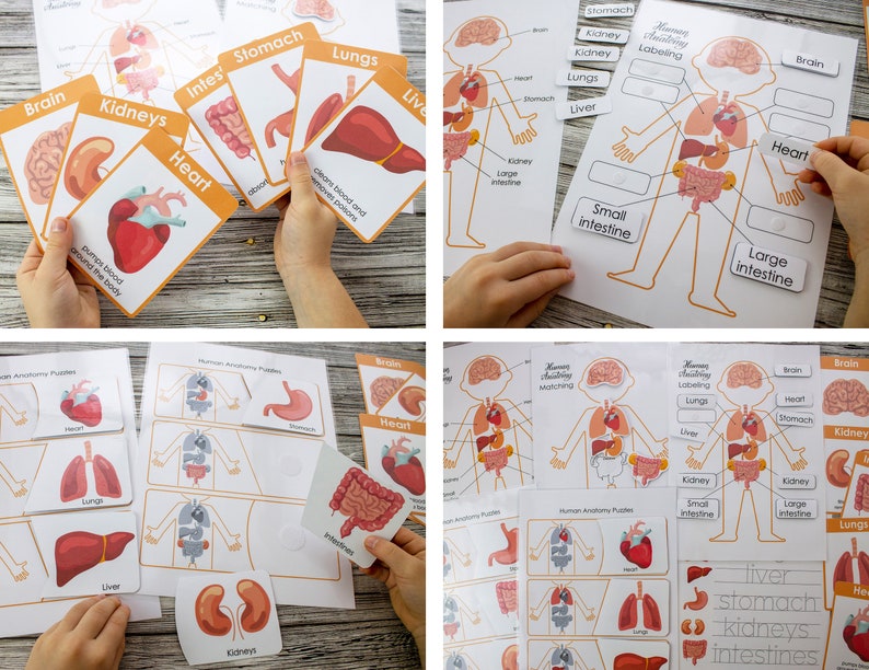 Human Anatomy Printable. Homeschool Preschool Curriculum | Etsy