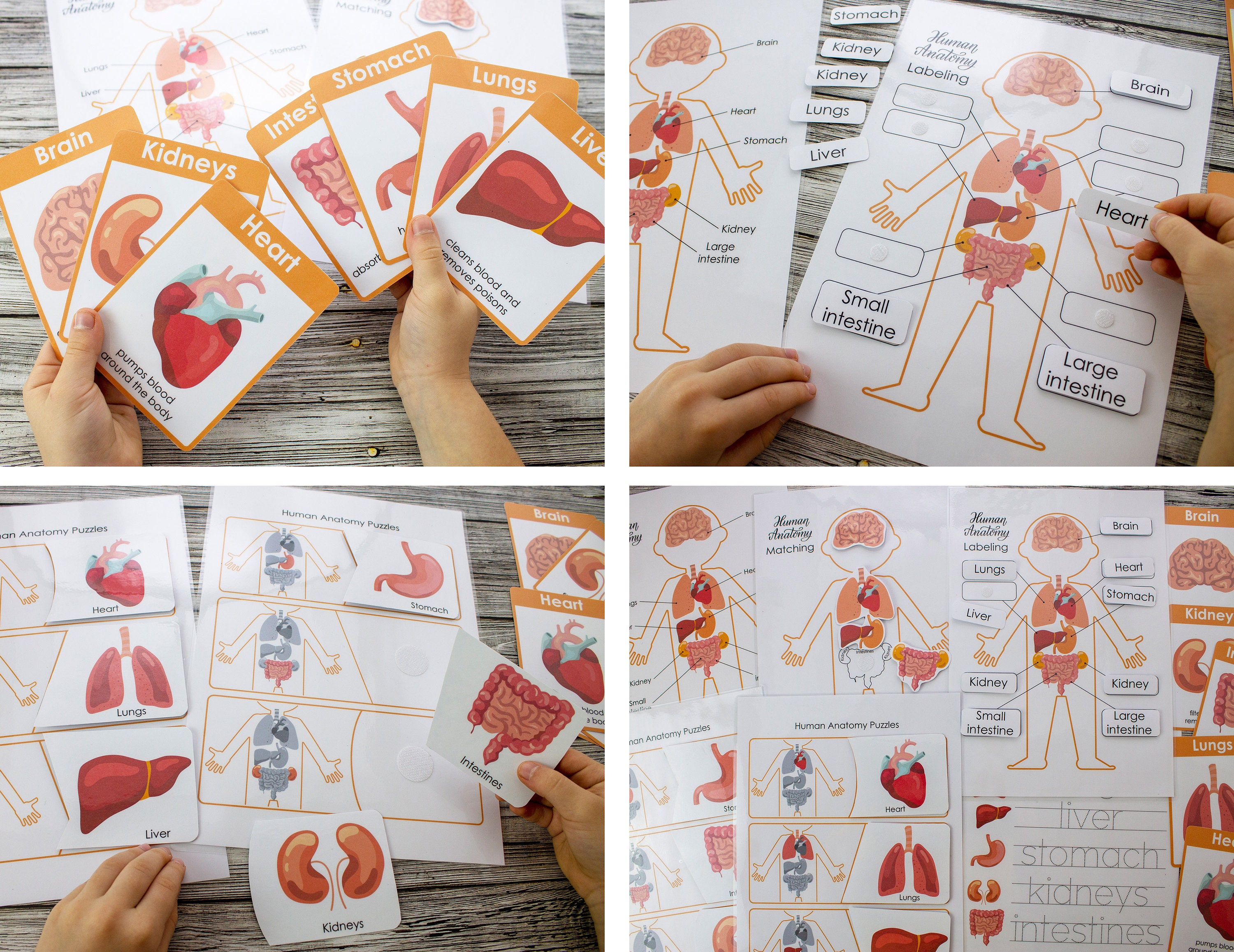 Human Anatomy Printable. Homeschool Preschool Curriculum | Etsy