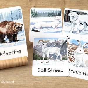 Polar Animals Flashcards: Toddler Preschool Kindergarten Printable ...