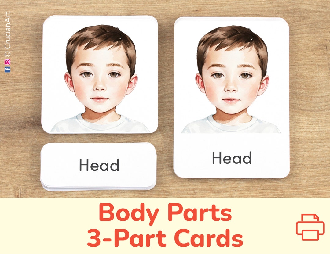 Body Parts 3-part Cards, Boy Version. Body Identification Printable ...