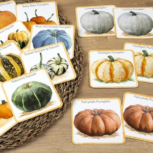Pumpkin & Squash Memory Game: Printable Matching Activity. Autumn ...