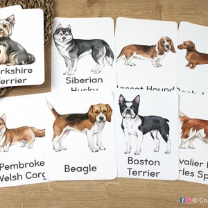 Dog Breeds Flashcards: Set of Printable Flash Cards. Preschool Learning ...