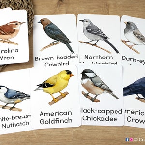North American Backyard Birds Flash Cards. Printable Learning Materials ...