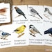North American Backyard Birds Flash Cards. Printable Learning Materials ...