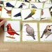 North American Backyard Birds Puzzle Pairs: Toddler Learning - Etsy