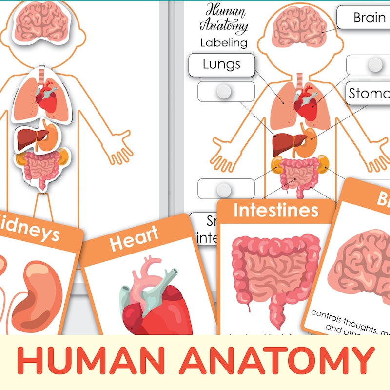 Human Anatomy Printable - Etsy