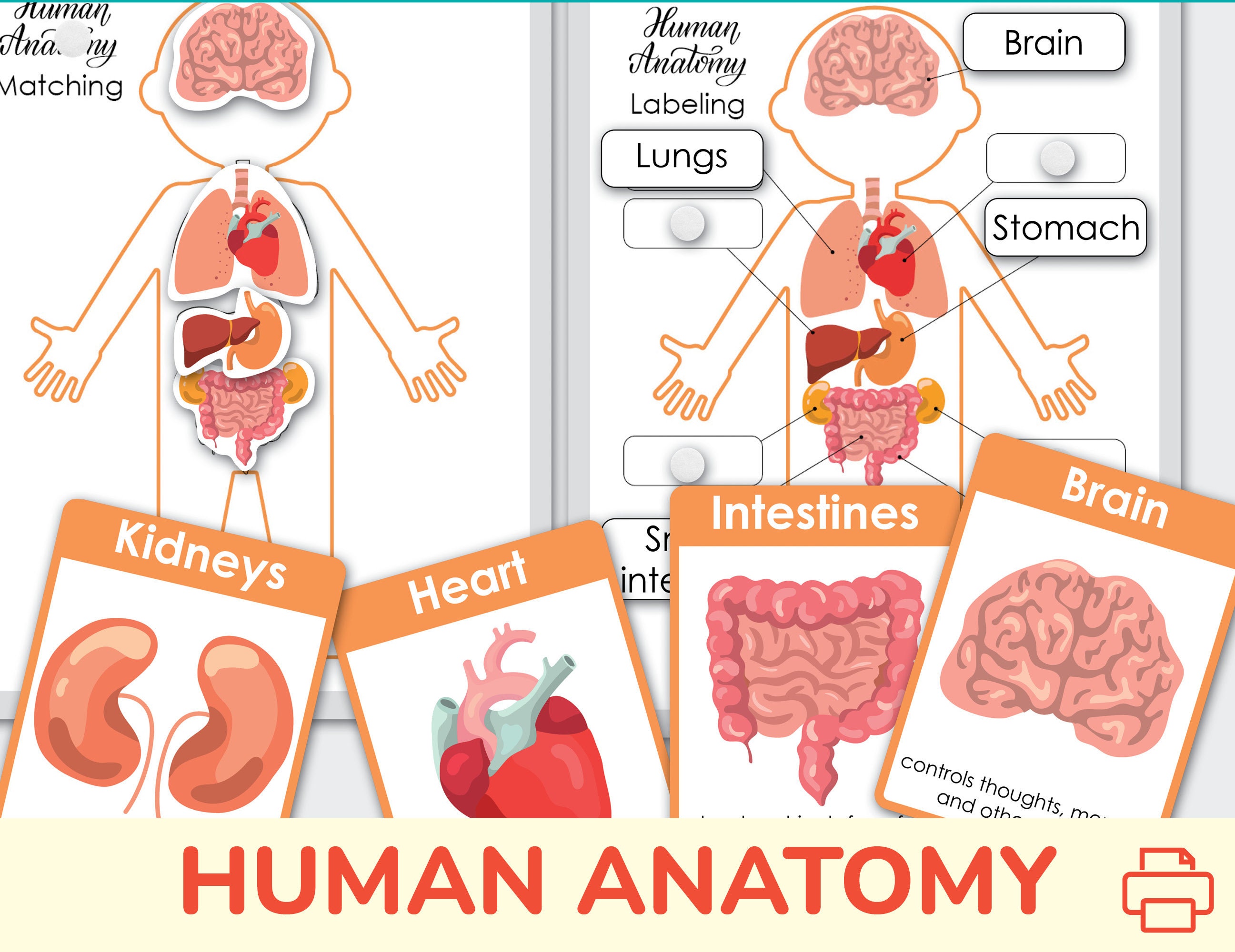 Human Anatomy Diagram For Kids