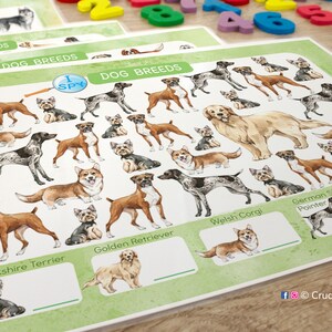 Dog Breeds I Spy Counting Activity. Preschool Learning Worksheets ...