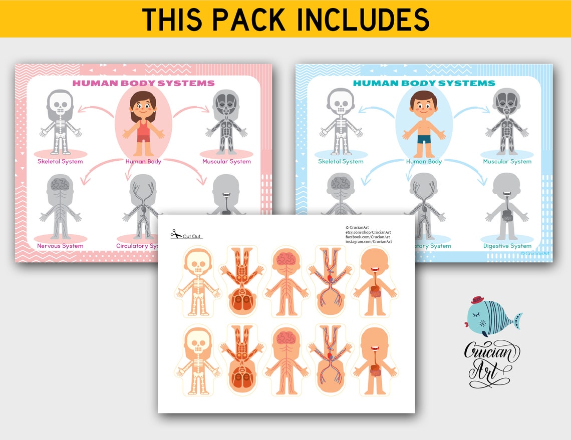 Human Body Systems Printable Learning Anatomy Pack. Preschool - Etsy