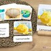 Summer Words 3-part Cards. Printable Learning Flashcards - Etsy
