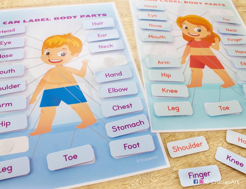 Body and Face Parts Printable Learning Pack for Toddler - Etsy