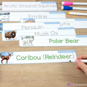 Arctic Animals Handwriting Worksheets: Printable Vocabulary Activity ...