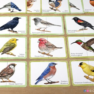 North American Backyard Birds Puzzle Pairs: Toddler Learning Activity ...