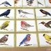 North American Backyard Birds Puzzle Pairs: Toddler Learning - Etsy
