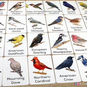 North American Backyard Birds Flash Cards. Printable Learning Materials ...