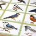 North American Backyard Birds Puzzle Pairs: Toddler Learning - Etsy