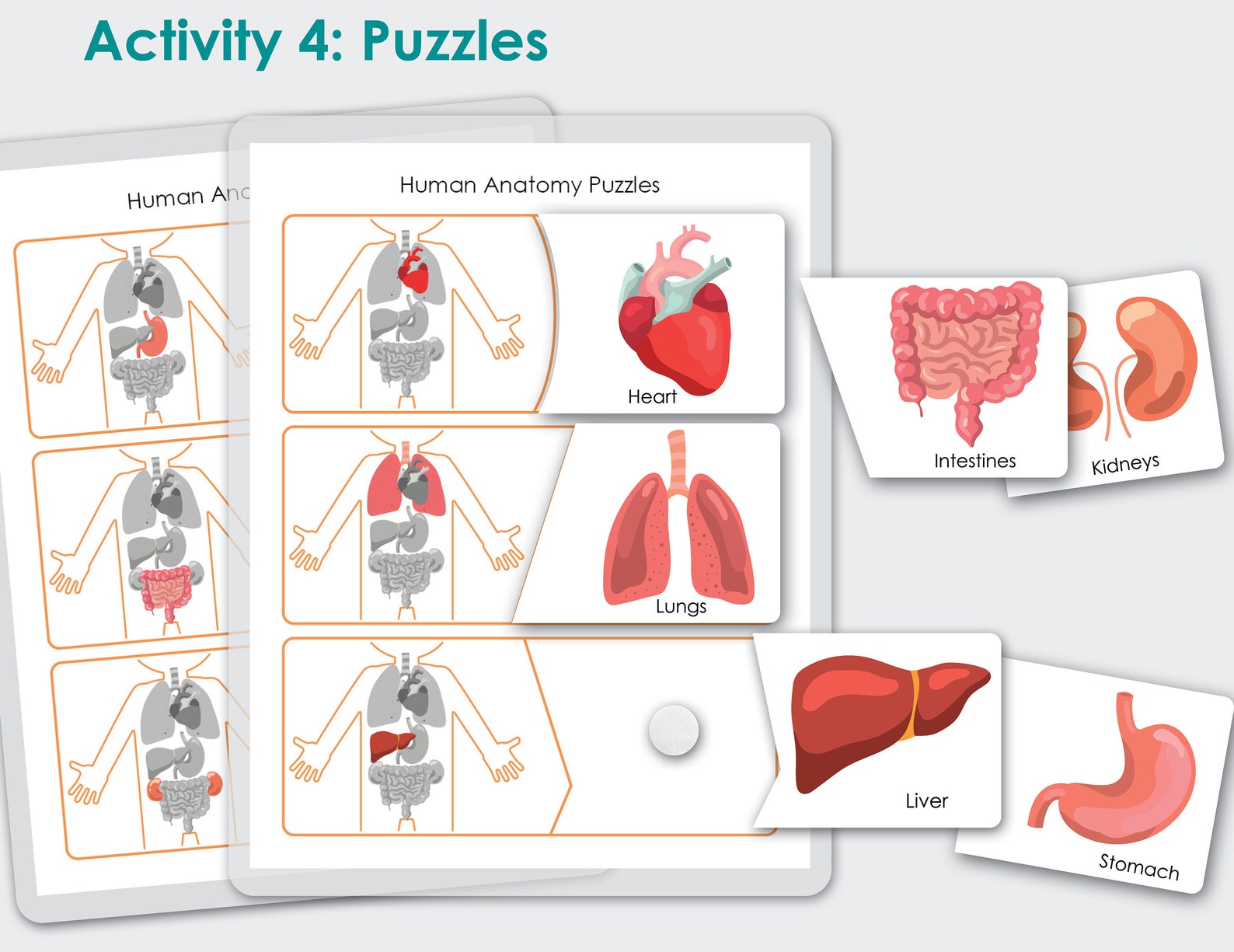 Human Anatomy Printable. Homeschool Preschool Curriculum | Etsy